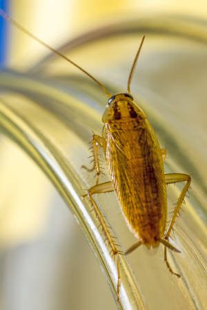 COCKROACH CONSIDERATIONS WHEN MOVING TO A NEW PLACE - Colonial Pest Control