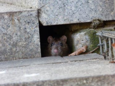 STARVING RATS ARE MOVING INTO NEW AREAS! - Colonial Pest Control