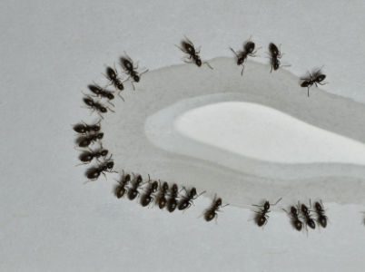 “HOW CAN I GET RID OF KITCHEN ANTS?” - Colonial Pest Control