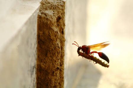 “A SCARY WASP IS TRYING TO GET INSIDE!” - Colonial Pest Control