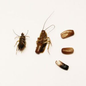 COCKROACH EGG CASES – ARE THEY OLD OR NEW? - Colonial Pest Control