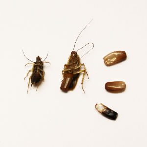 COCKROACH EGG CASES – ARE THEY OLD OR NEW? - Colonial Pest Control