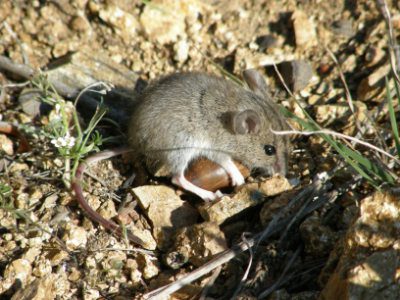 It's never been this bad before - Colonial Pest Control