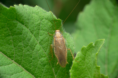Cockroaches - When to Take Action - Colonial Pest Control
