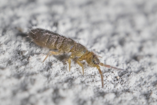 Springtails, Clover Mites, and Psocids: Tiny Intruders in Your Home ...