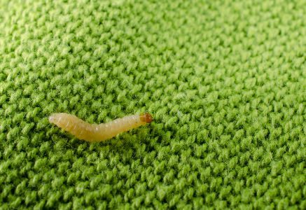 CLOTHES MOTHS IN YOUR HOLIDAY SWEATERS? - Colonial Pest Control