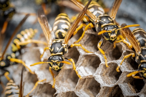 Spring and Early Summer Swarms - Colonial Pest Control