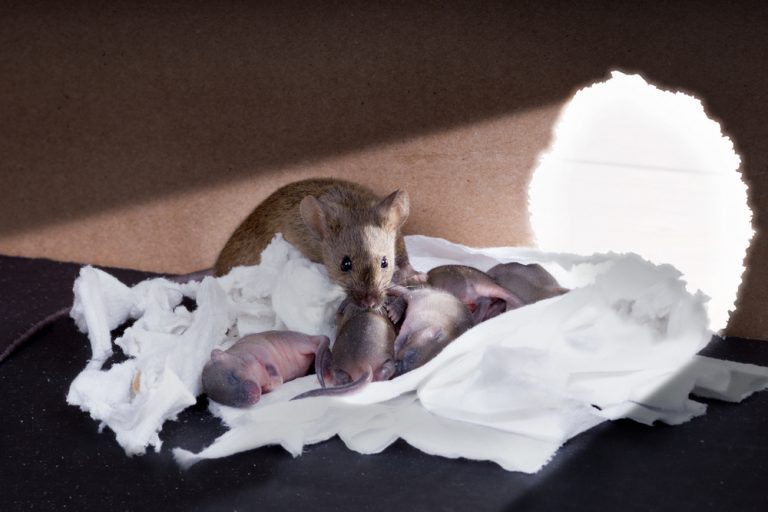 MICE AND RATS CAN HARBOR BITING MITES - Colonial Pest Control