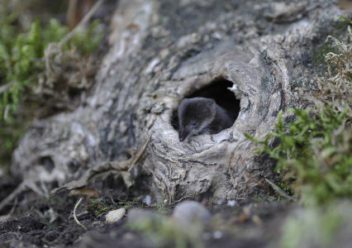 SHREWS ARE UNCOMMON HOUSEHOLD INVADERS - Colonial Pest Control