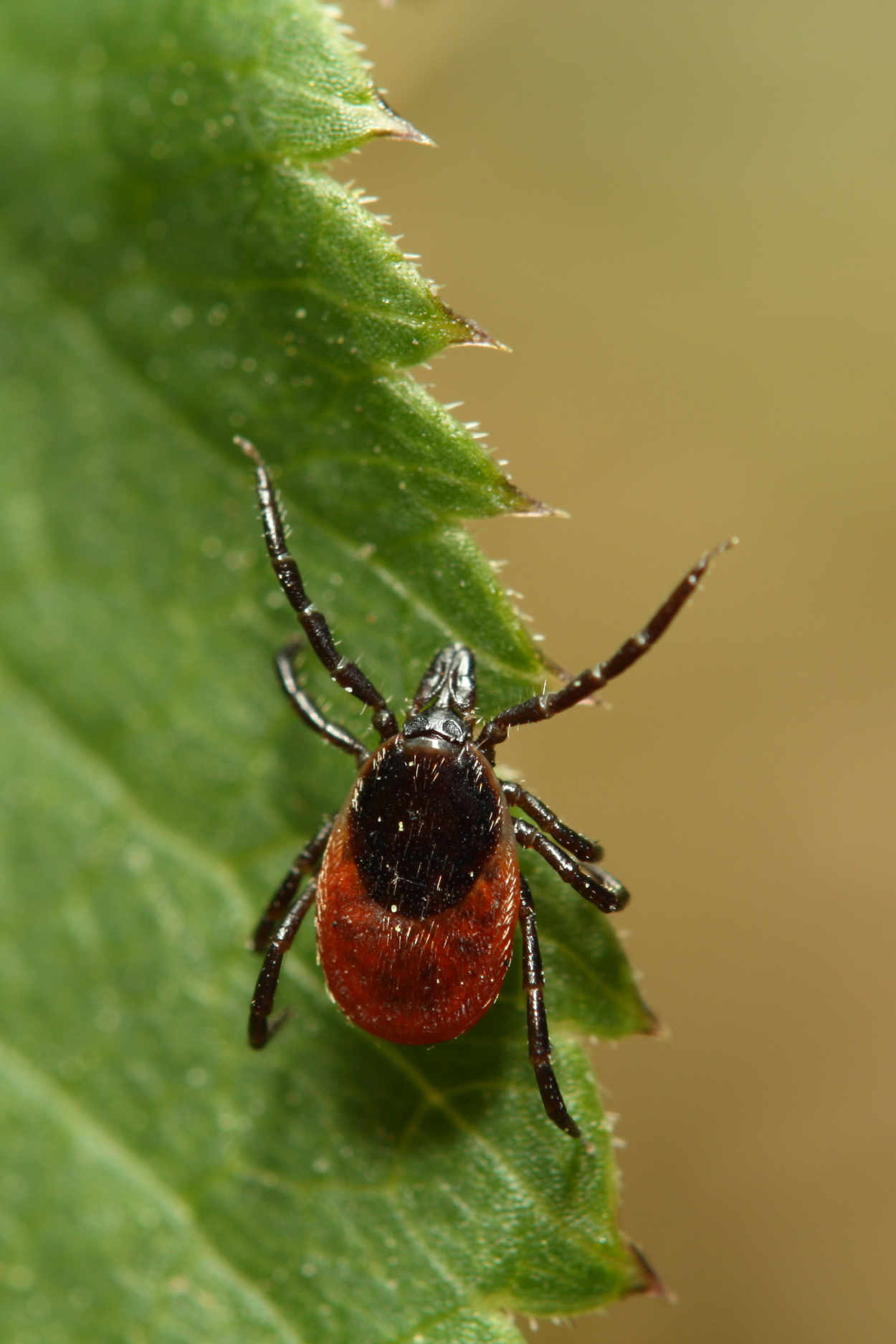 “QUESTING” IS A TICK’S VERSION OF HITCHHIKING - Colonial Pest Control