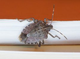 “HIBERNATING” BUGS SPENDING THE WINTER IN YOUR HOME? - Colonial Pest ...