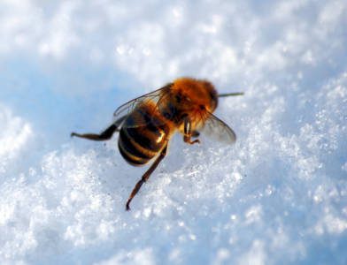 What happens to insects when it snows? - Colonial Pest Control