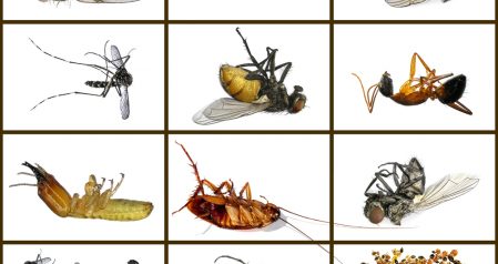 Colonial Pest Control - #1 in Residential Pest Control Services