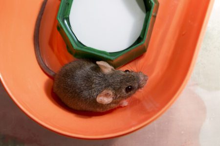 “HELP! I THINK THERE’S A MOUSE IN THE HOUSE!” - Colonial Pest Control