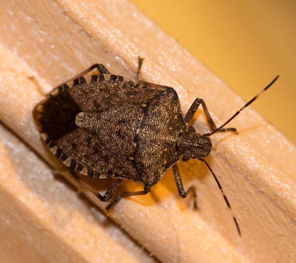 DO YOU HAVE SPRINGTIME WASPS INSIDE? - Colonial Pest Control