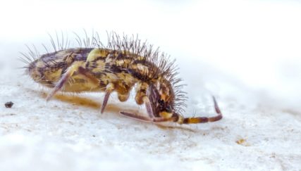 Springtails in Damp Areas - Colonial Pest Control