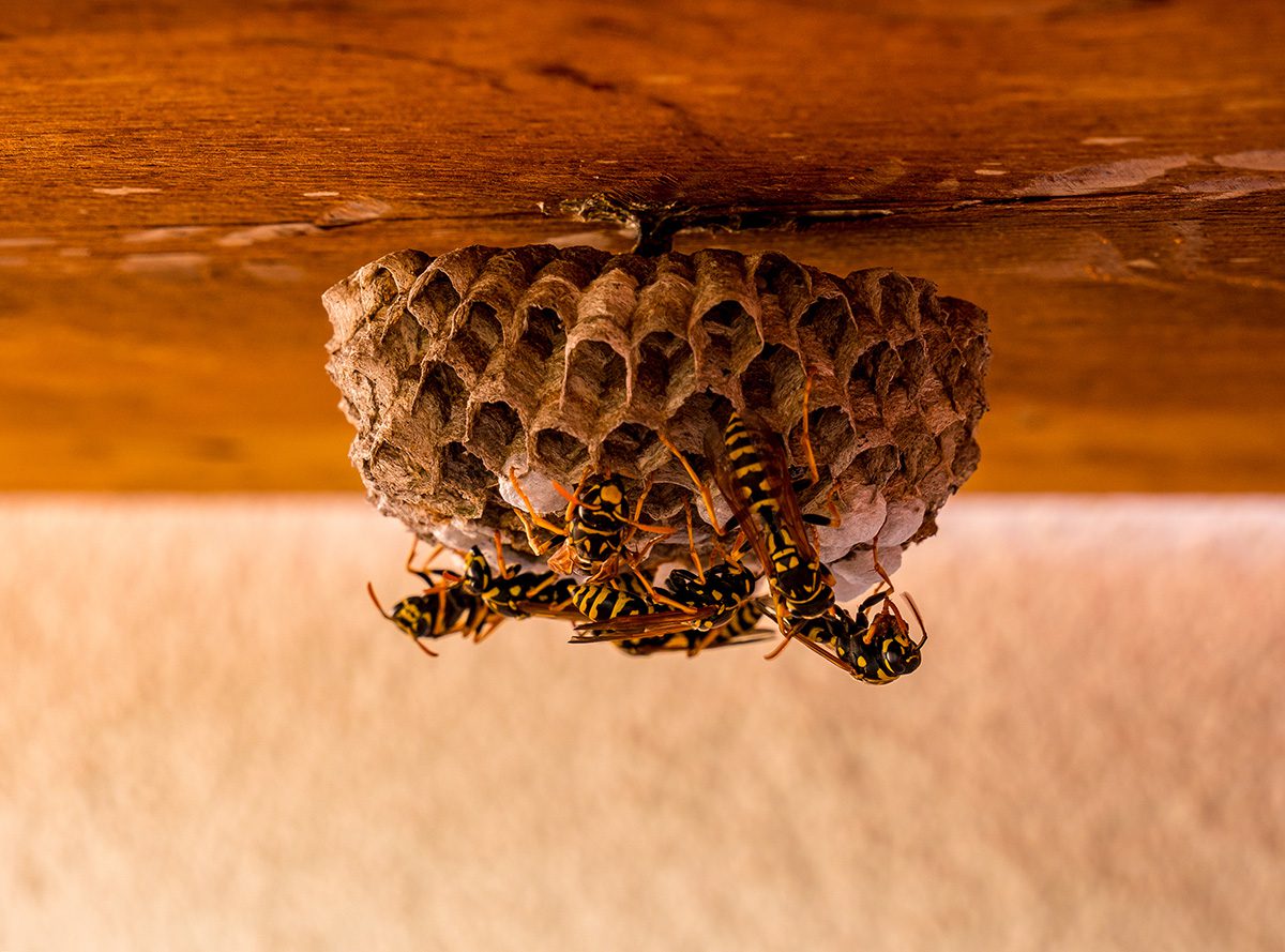 Summer Pests: Wasps | Colonial Pest Control