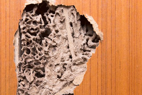 Termite Damage - How Old? - Colonial Pest Control