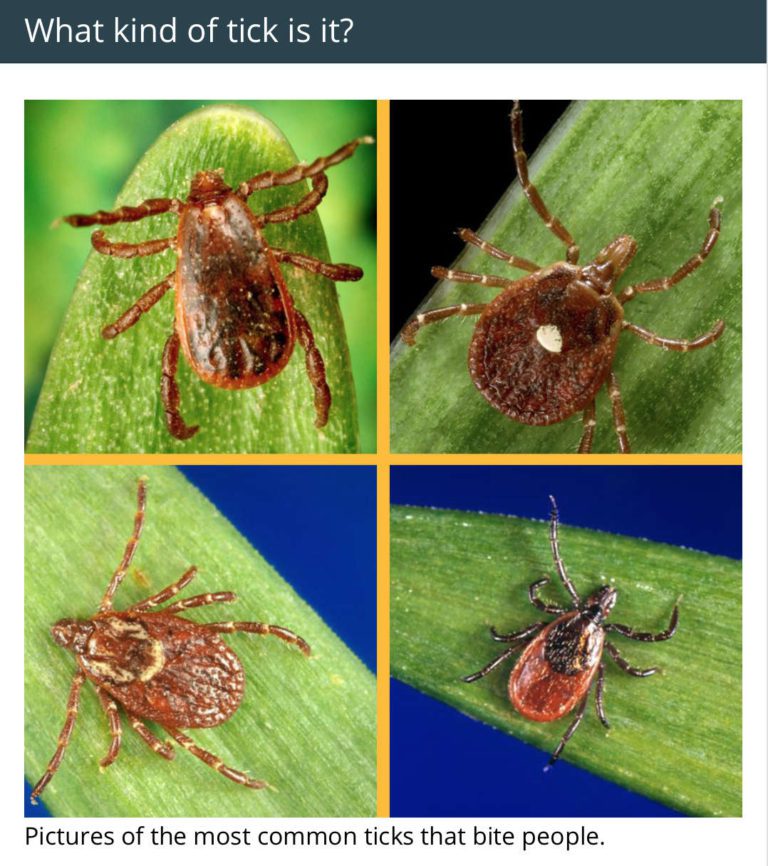 TIME TO PREP YOUR YARD FOR ANOTHER TICK SEASON! - Colonial Pest Control