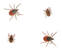 Other Tick-Borne Diseases - Colonial Pest Control
