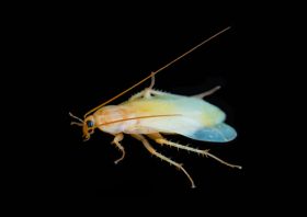 “Albino” Cockroaches? - Colonial Pest Control